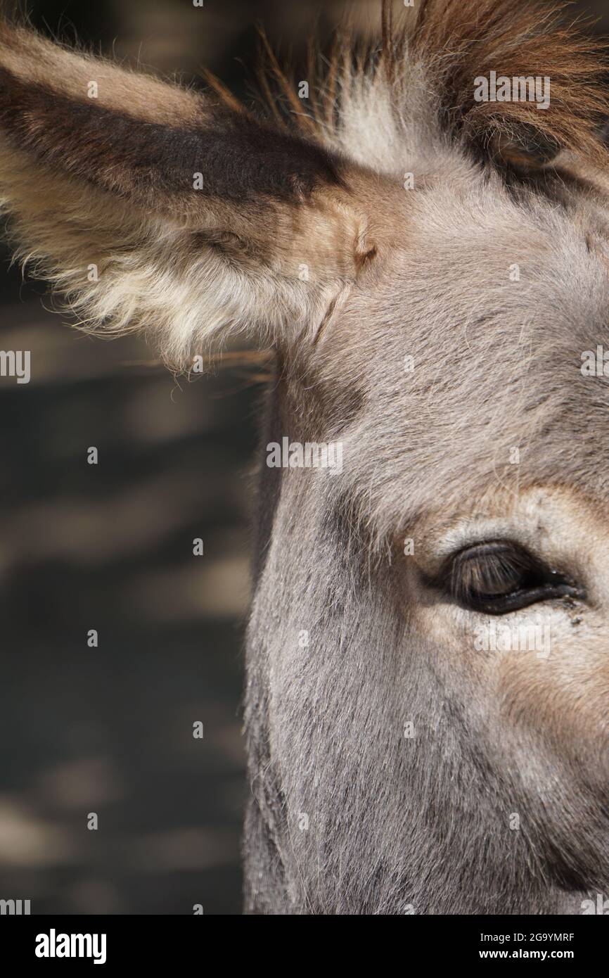 Donkeys eye hi-res stock photography and images - Alamy