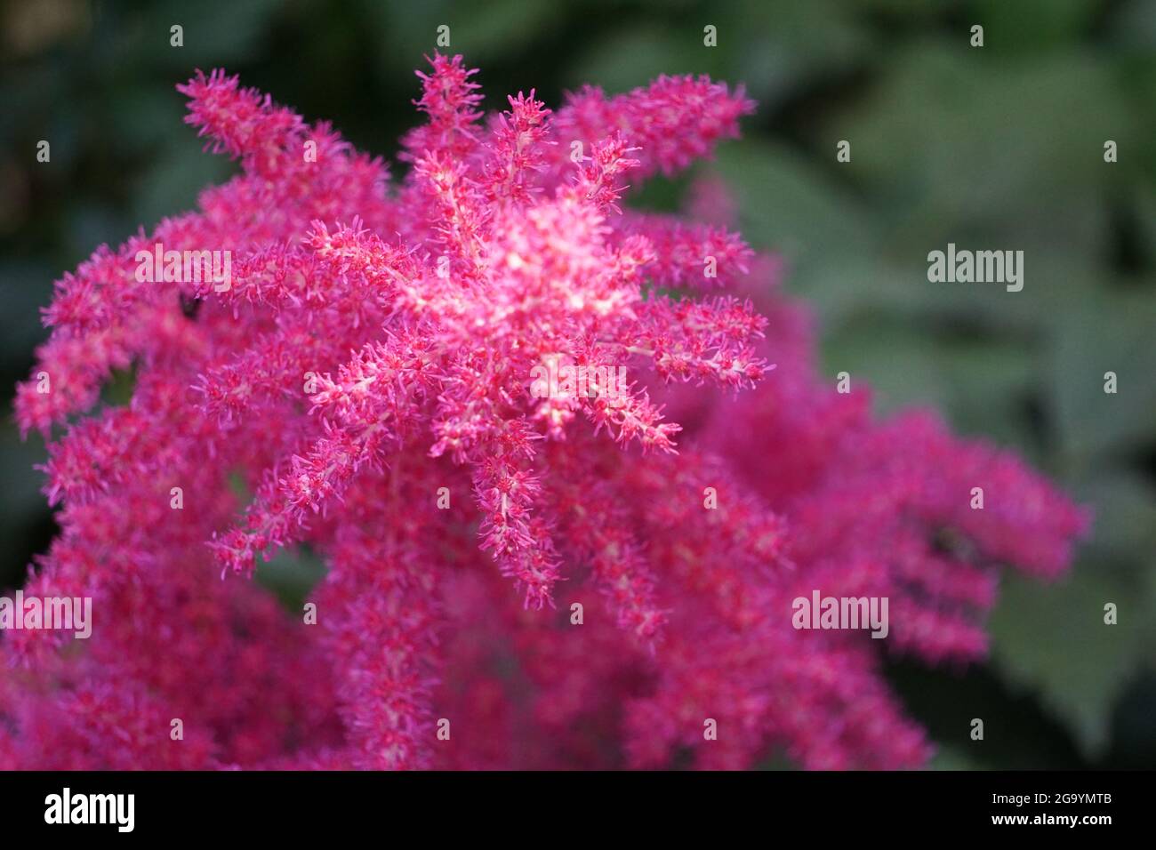False goats beard flower hi-res stock photography and images - Alamy