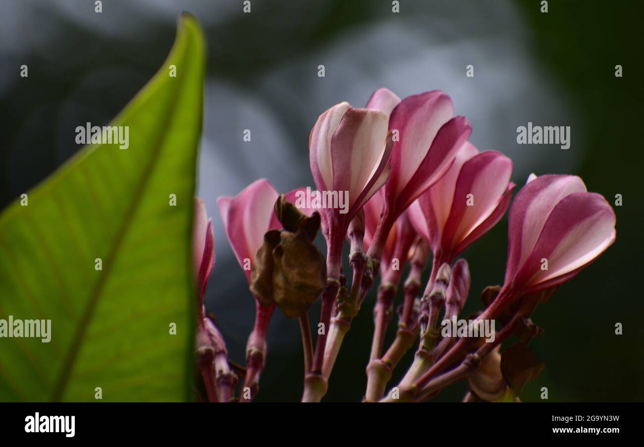 Flower of monsoon hi-res stock photography and images - Alamy