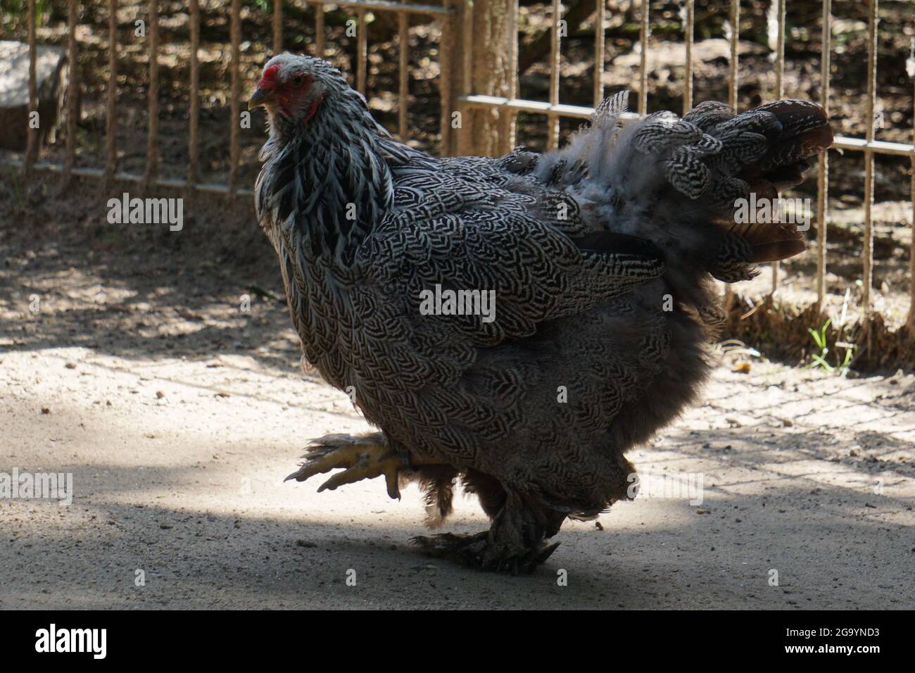 Turkey on the farmland on a sunny day Stock Photo - Alamy
