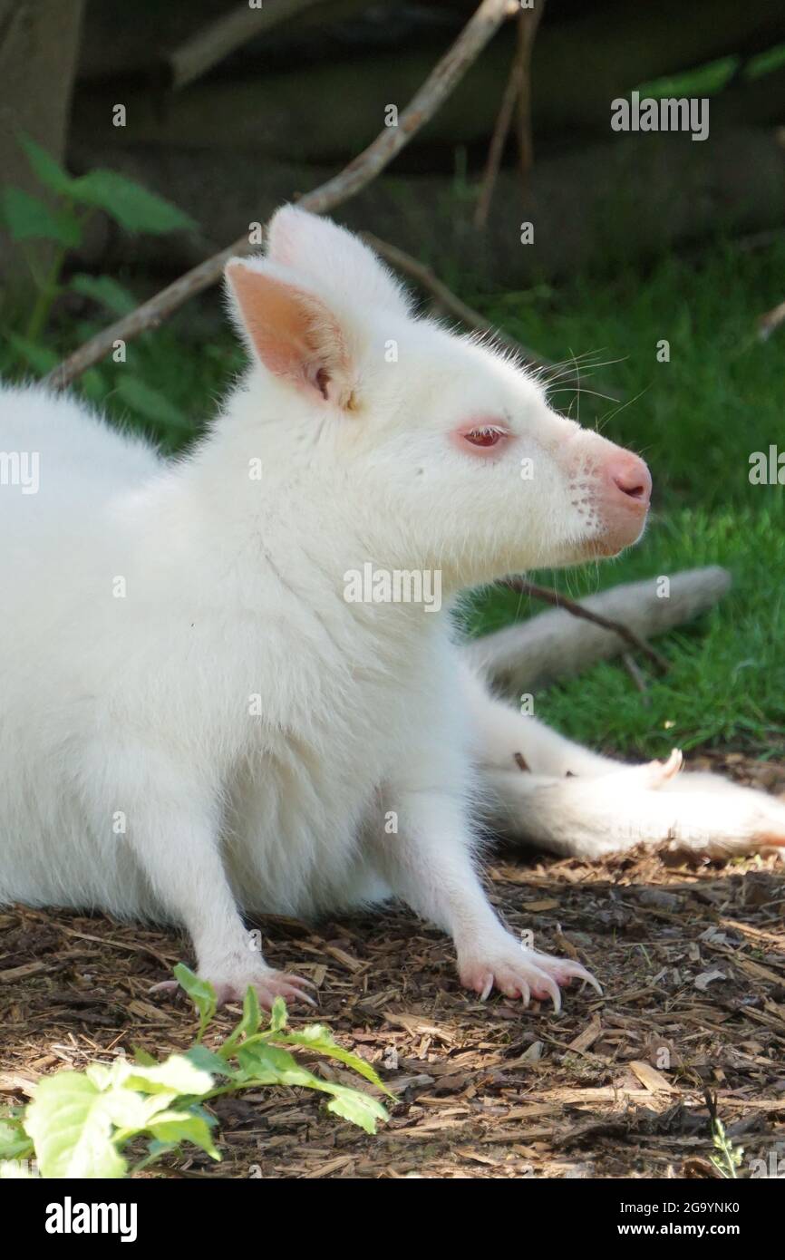 Small albino kangaroo outdoors on a sunny day Stock Photo - Alamy