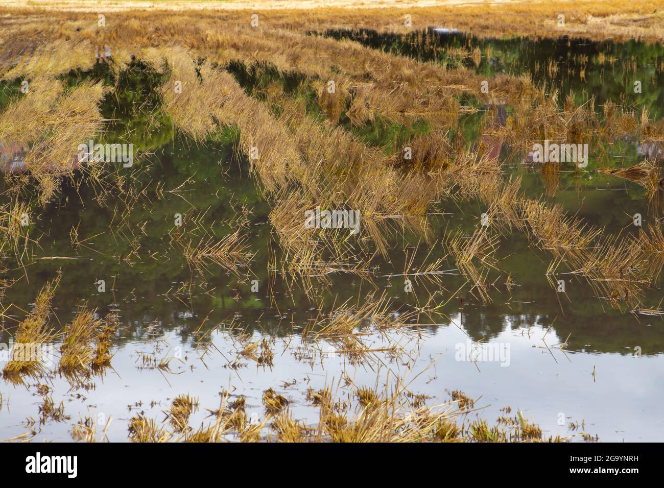 Flooded cornfield hi-res stock photography and images - Alamy