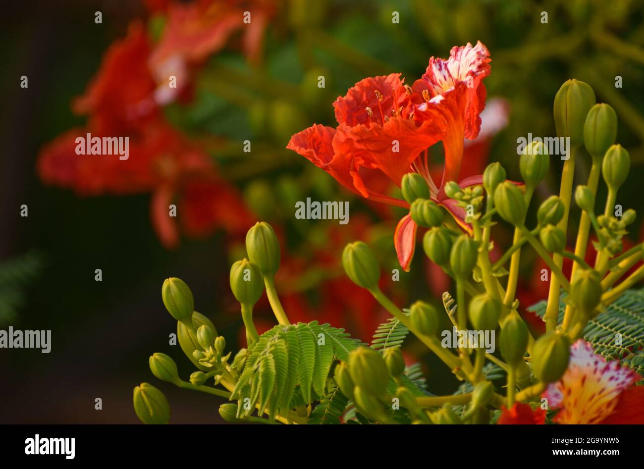 Beautiful Gulmohar (Guldaudi) Sevti flower and its beautiful leaves ...