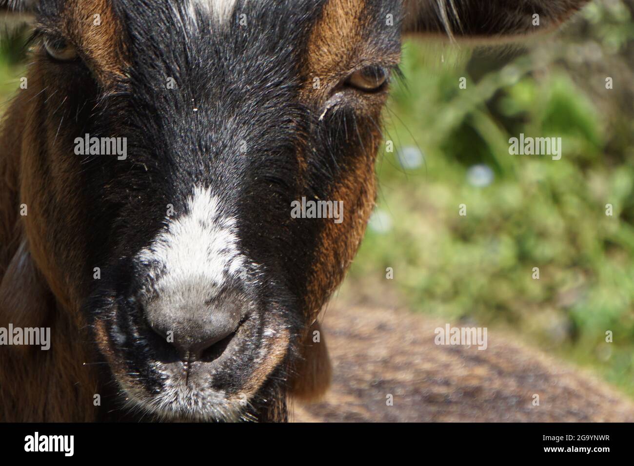 Goat look hi-res stock photography and images - Alamy
