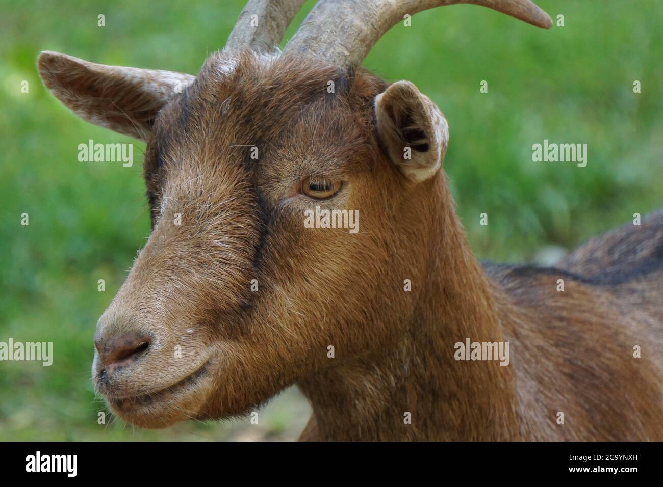 Portrait of a cute goat on the field Stock Photo - Alamy