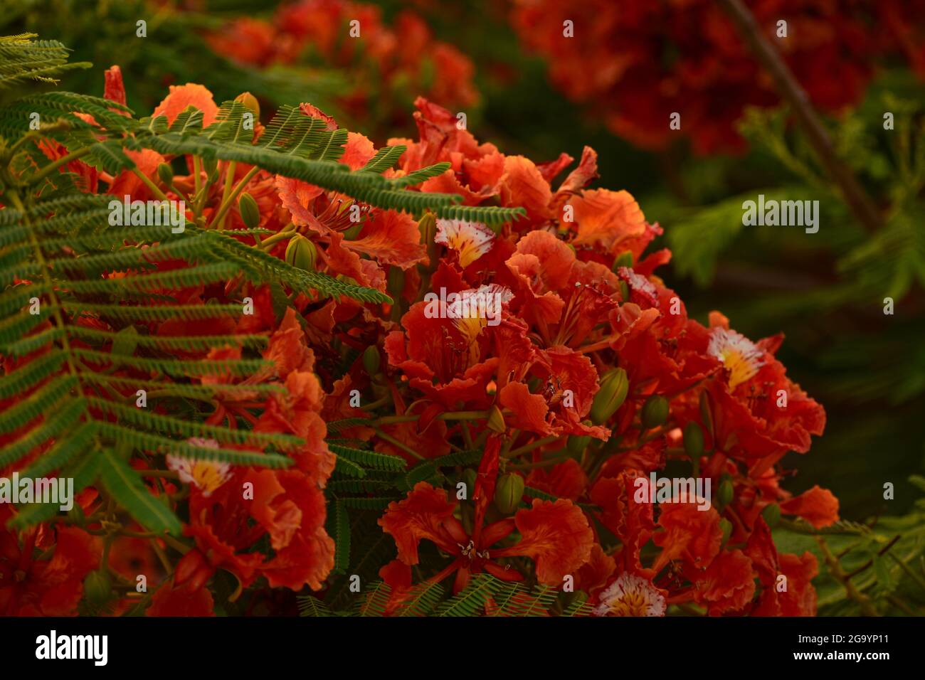 Beautiful Gulmohar (Guldaudi) Sevti flower and its beautiful leaves ...