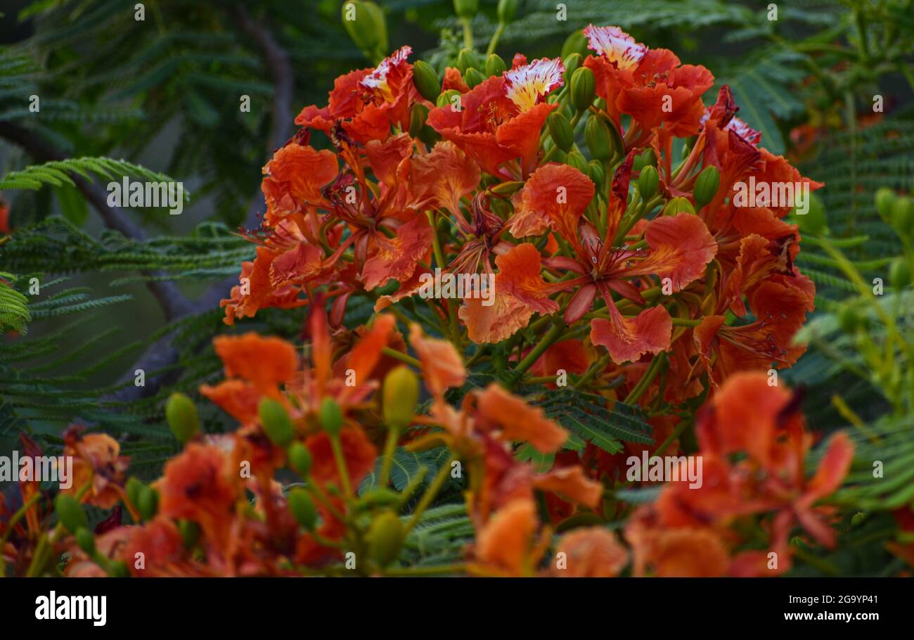 Beautiful Gulmohar (Guldaudi) Sevti flower and its beautiful leaves ...