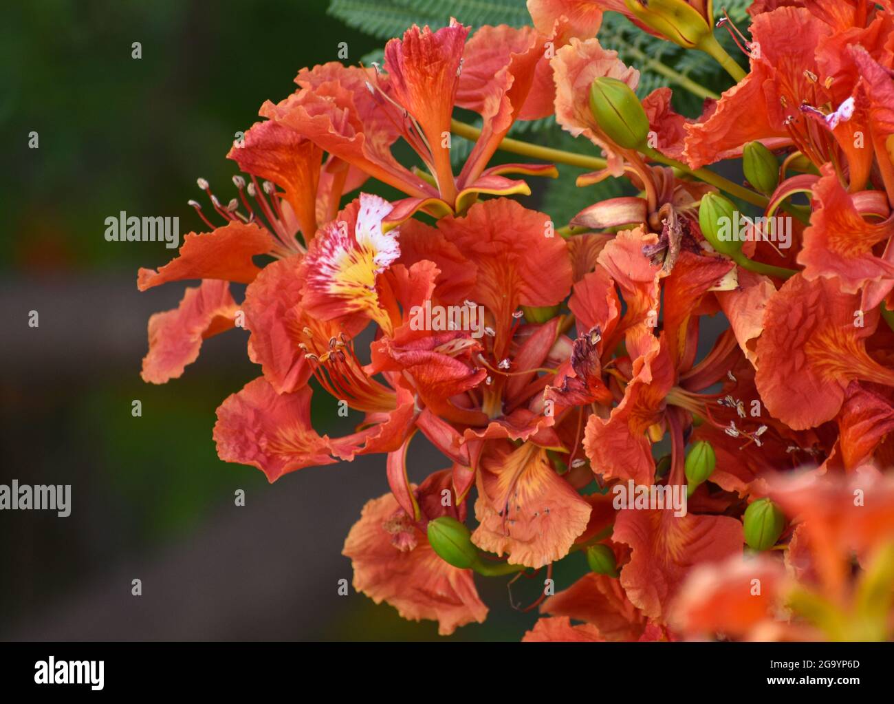 Beautiful Gulmohar (Guldaudi) Sevti flower and its beautiful leaves ...
