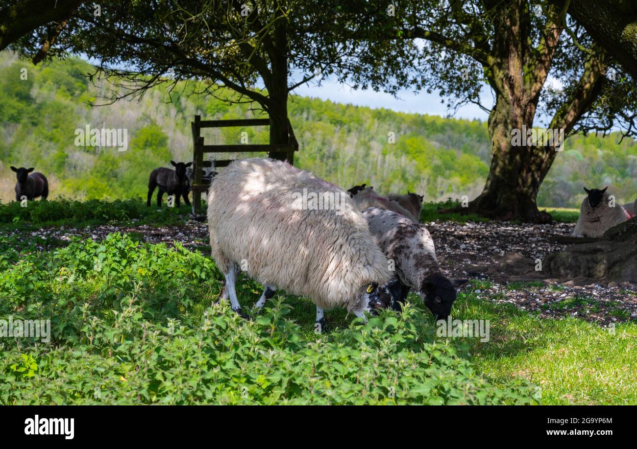 Hill with grass hi-res stock photography and images - Alamy