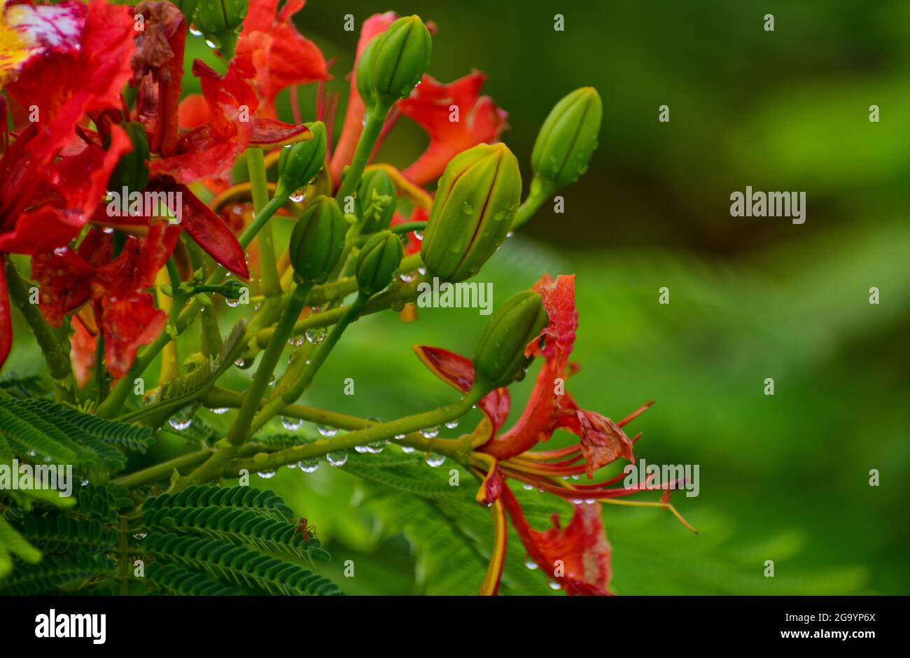 Beautiful Gulmohar (Guldaudi) Sevti flower and its beautiful leaves ...