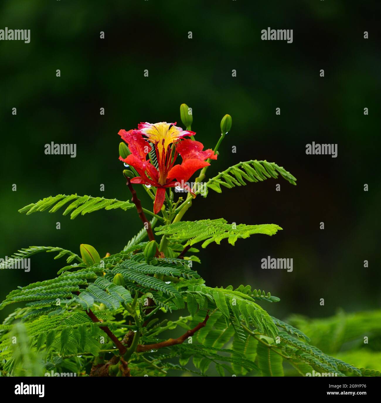 Beautiful Gulmohar (Guldaudi) Sevti flower and its beautiful leaves ...