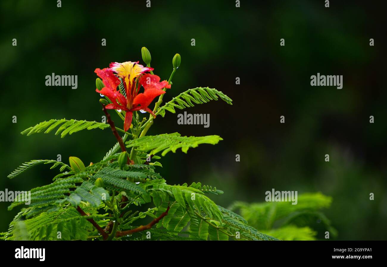 Beautiful Gulmohar (Guldaudi) Sevti flower and its beautiful leaves ...