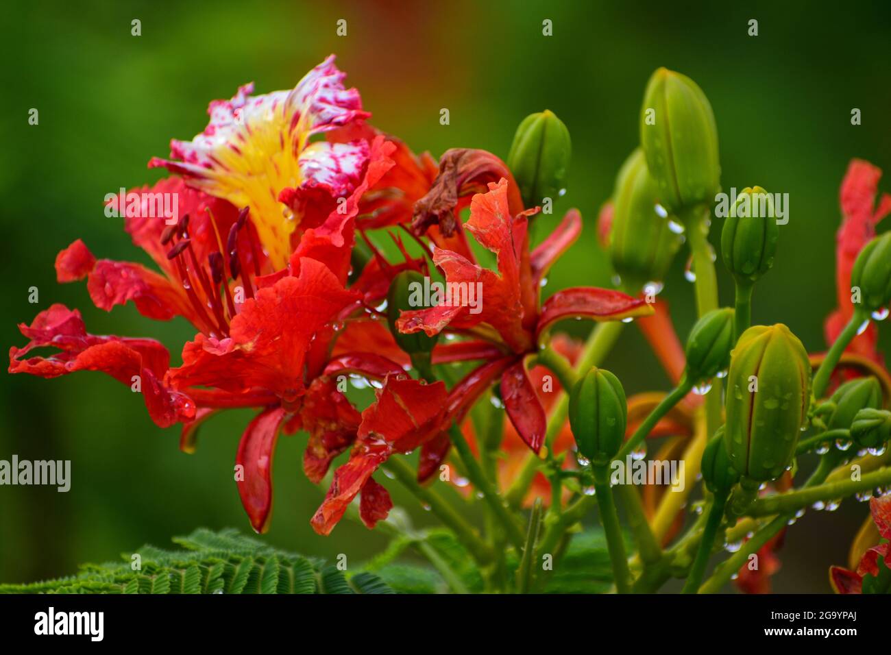 Beautiful Gulmohar (Guldaudi) Sevti flower and its beautiful leaves ...