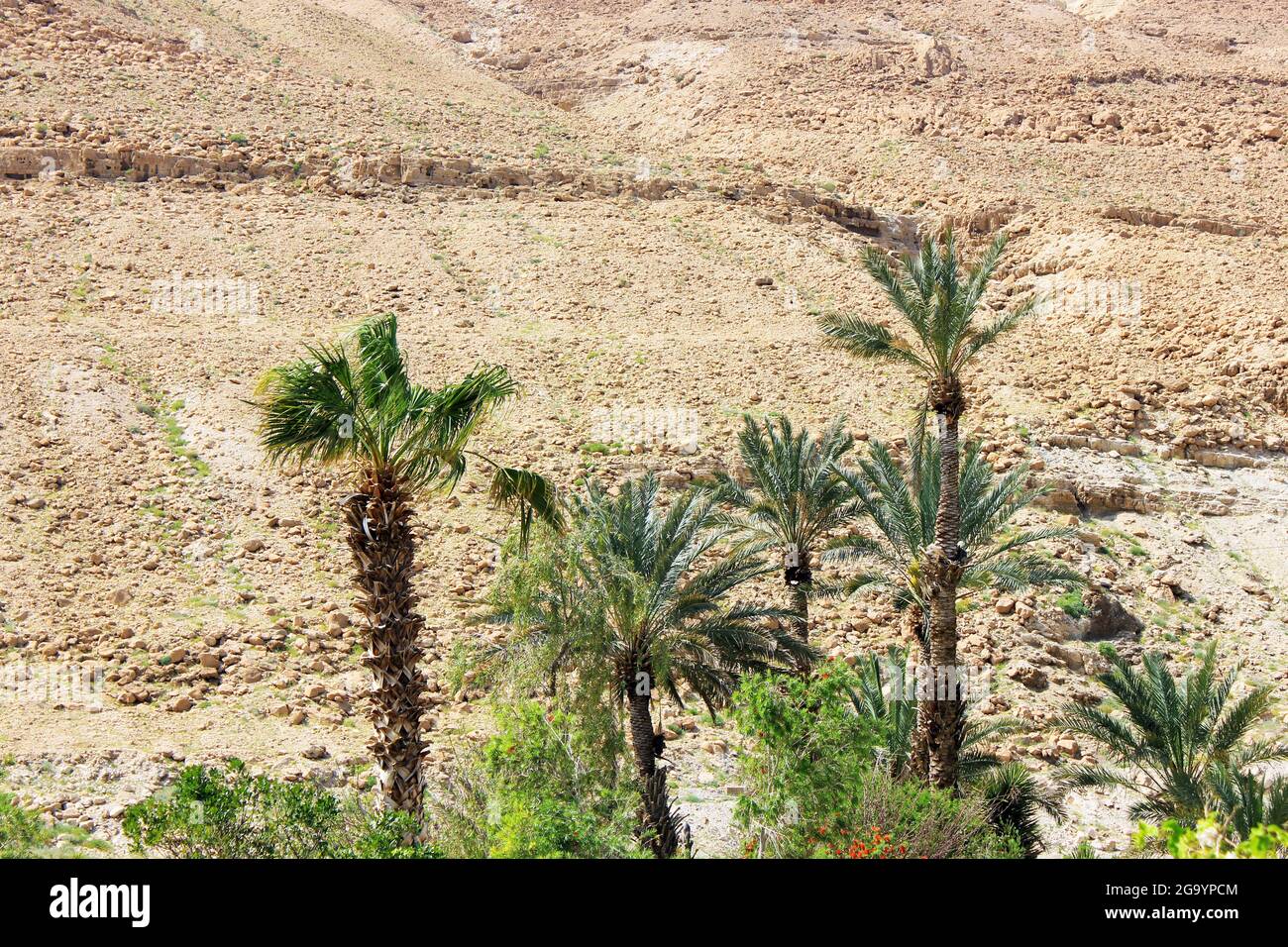Israel jordan desert palm trees High Resolution Stock Photography and ...
