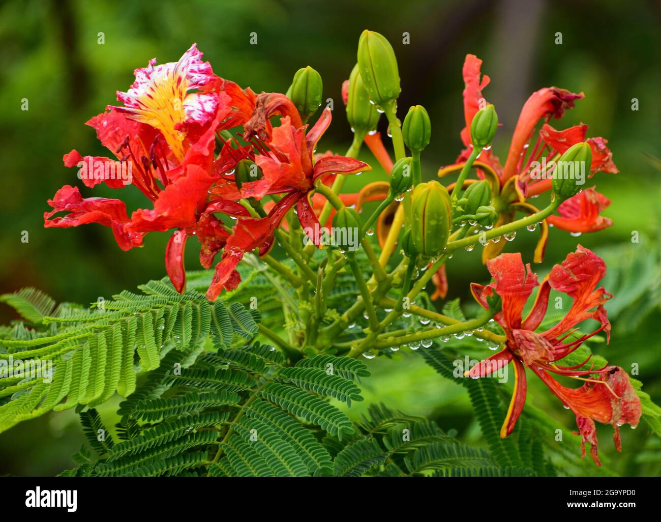 Beautiful Gulmohar (Guldaudi) Sevti flower and its beautiful leaves ...