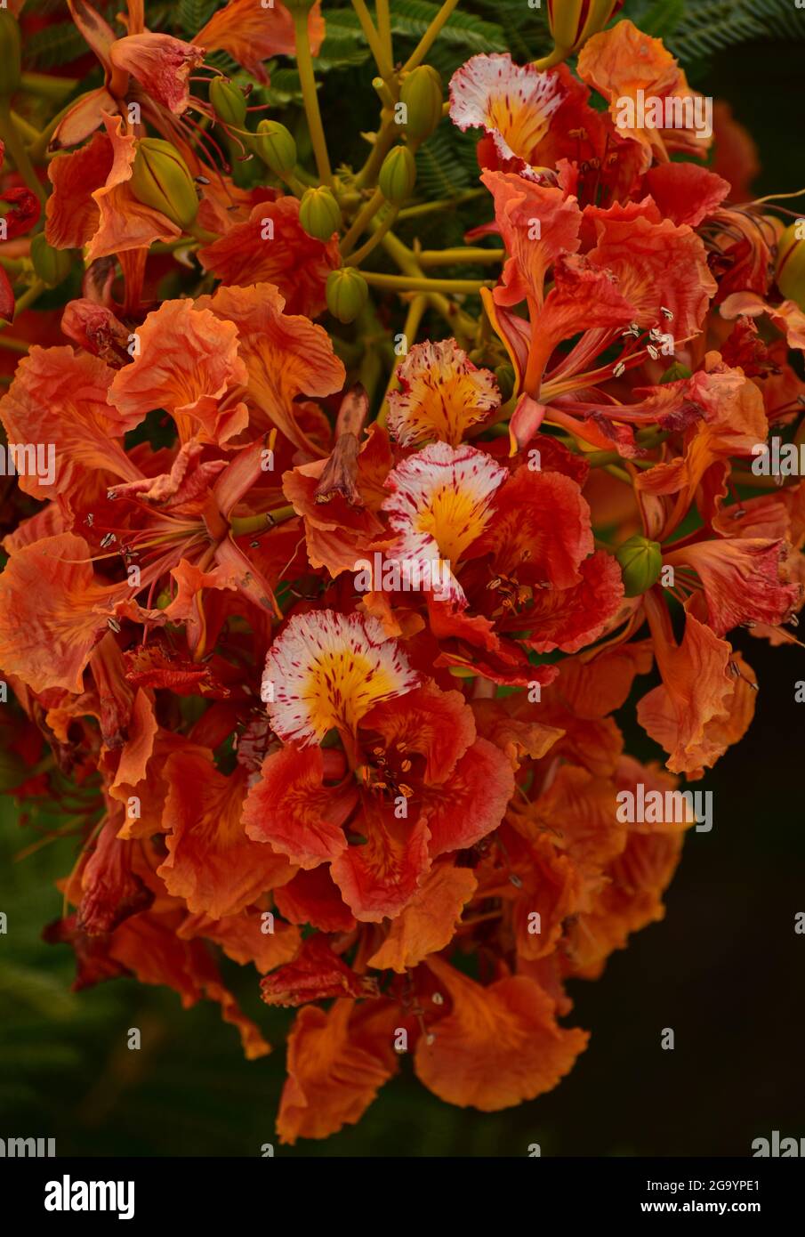Beautiful Gulmohar (Guldaudi) Sevti flower and its beautiful leaves ...