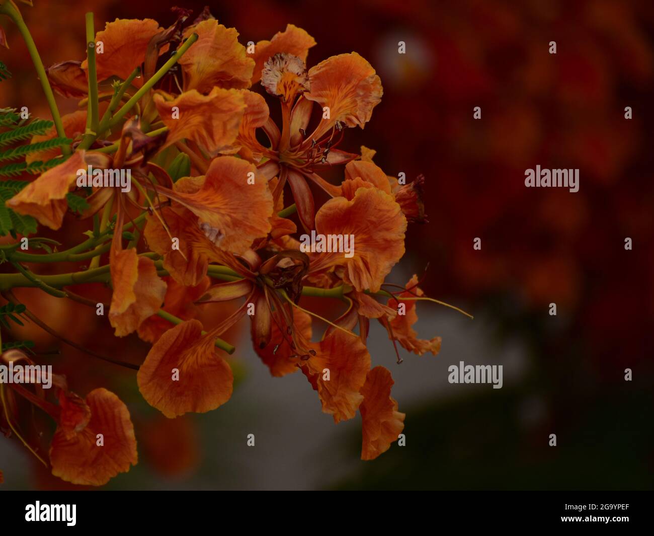 Beautiful Gulmohar (Guldaudi) Sevti flower and its beautiful leaves ...