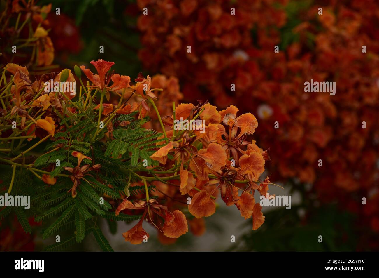 Beautiful Gulmohar (Guldaudi) Sevti flower and its beautiful leaves ...