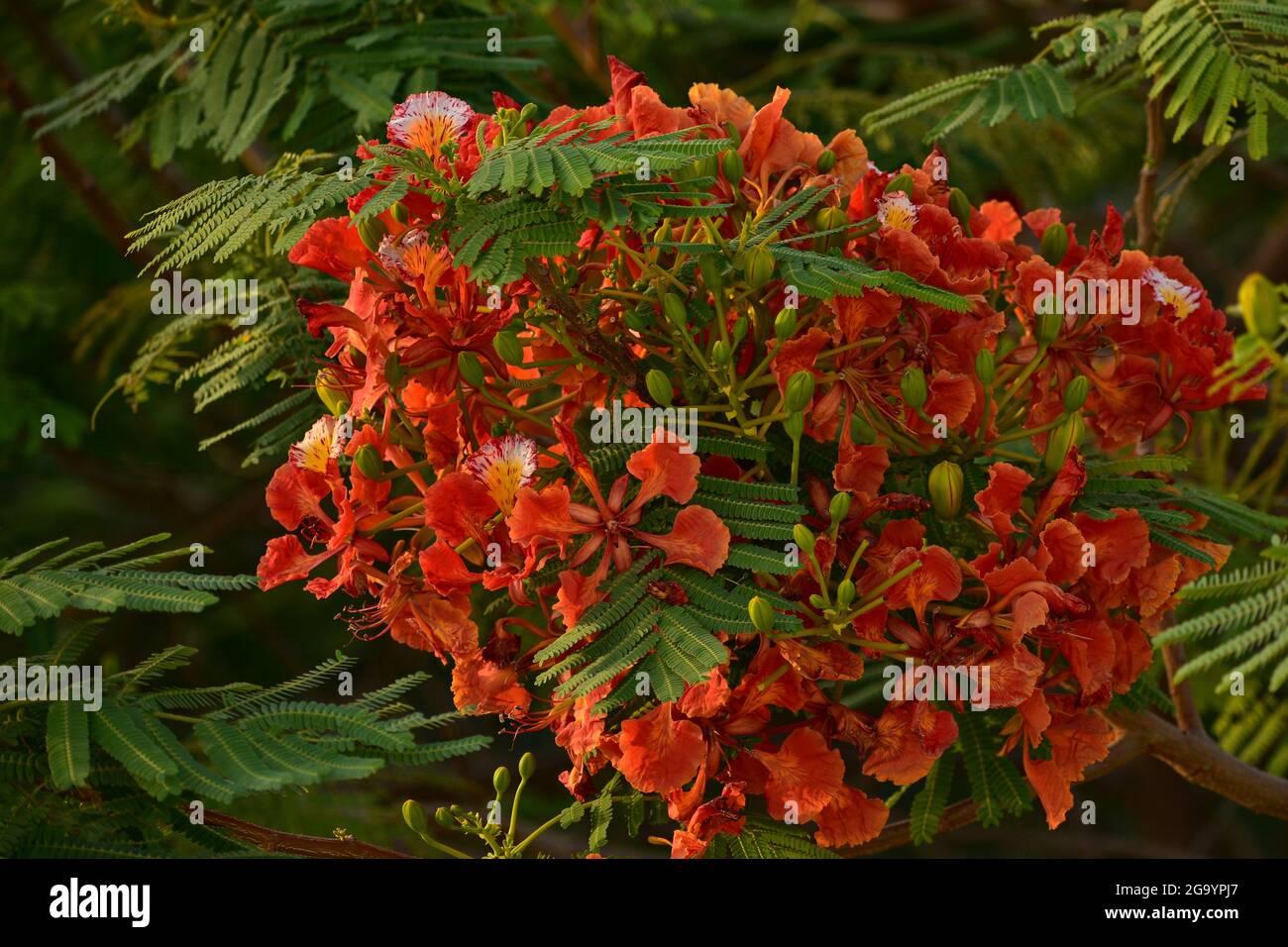 Beautiful Gulmohar (Guldaudi) Sevti flower and its beautiful leaves ...