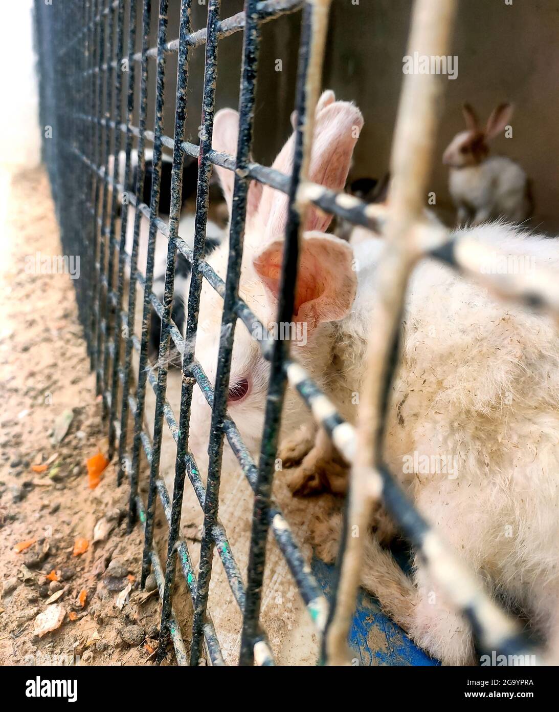 Rabbits inside a cage for sell at traditional asian animal market in ...