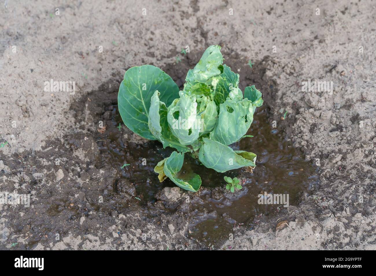 Watered fresh green cabbage close-up of a vegetable garden with cabbage ...