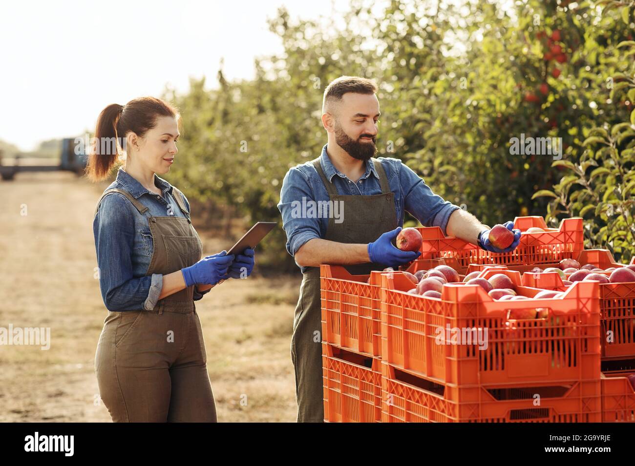 Successful farmers pride of great harvest of eco fruits, family ...