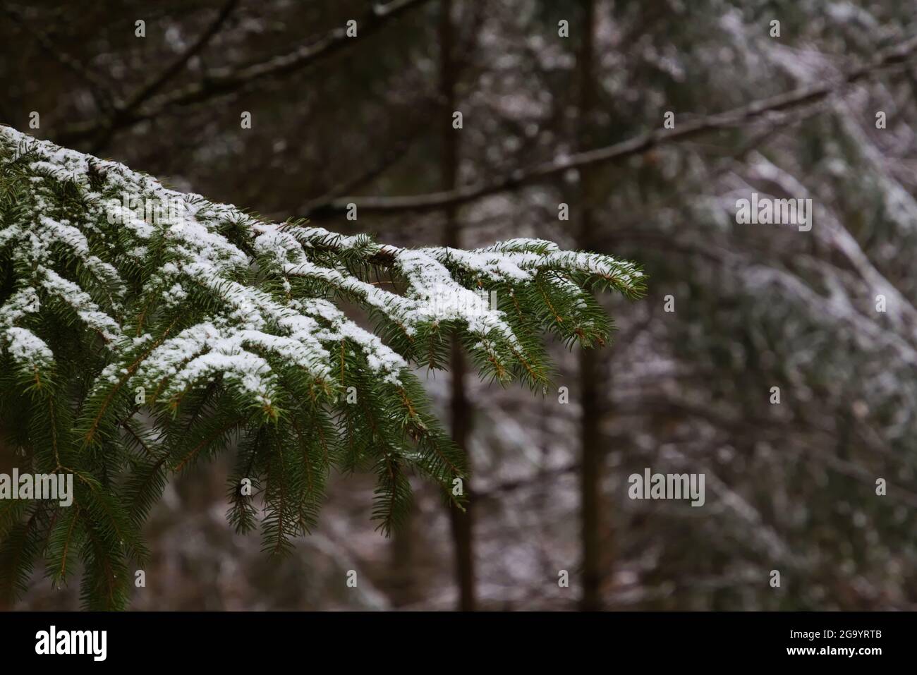 Pine branch covered with snow Stock Photo - Alamy