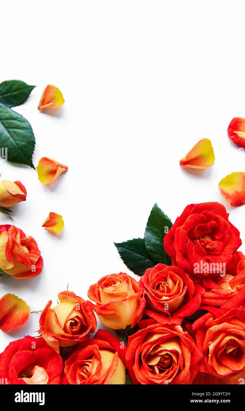 Flowers composition. Frame made of red roses and leaves on white ...