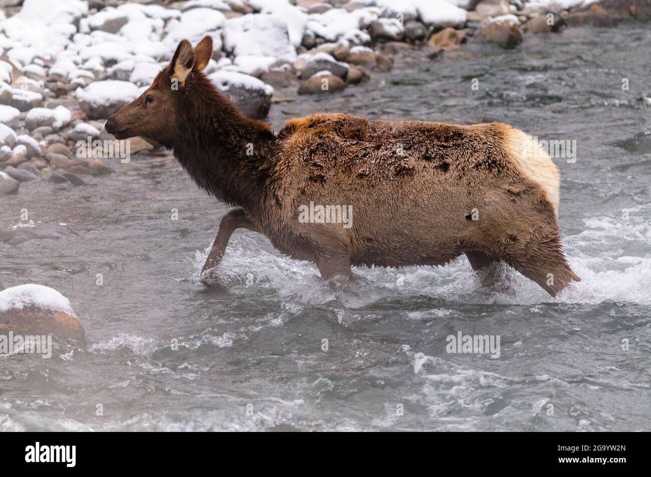 Elk cow crossing a wild streaming river in winter in Yellowstone Stock ...