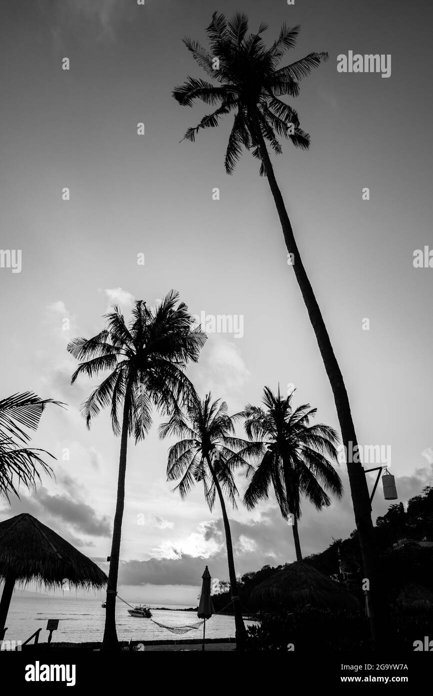 Palm trees ocean wave Black and White Stock Photos & Images - Alamy