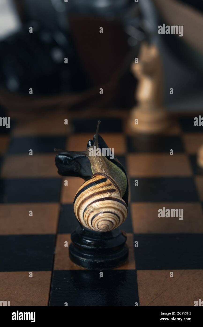 Secret life of insect hi-res stock photography and images - Alamy