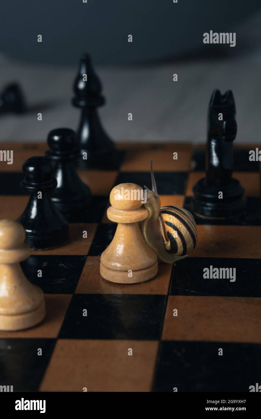 Secret life of insect hi-res stock photography and images - Alamy