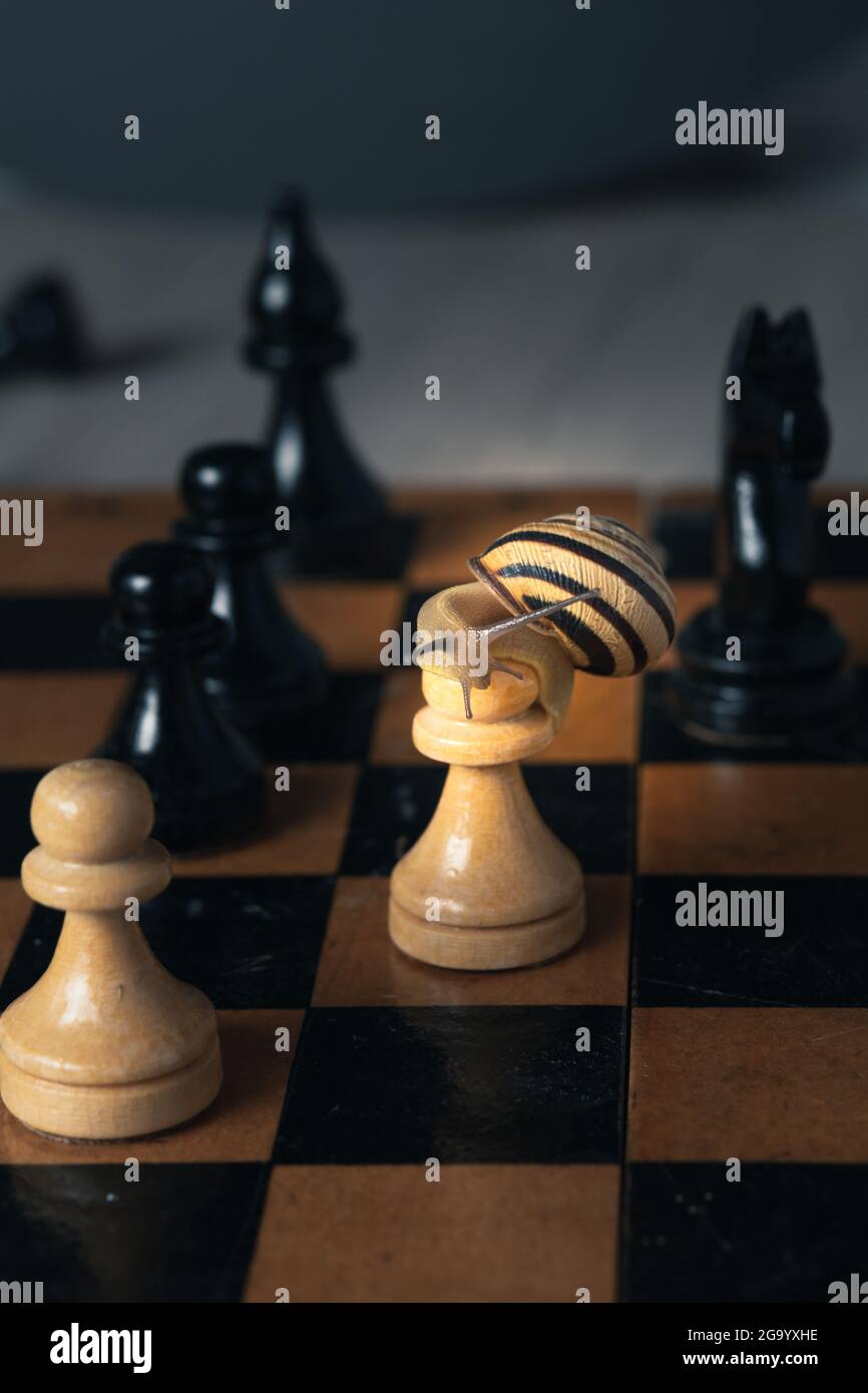 Secret life of insect hi-res stock photography and images - Alamy