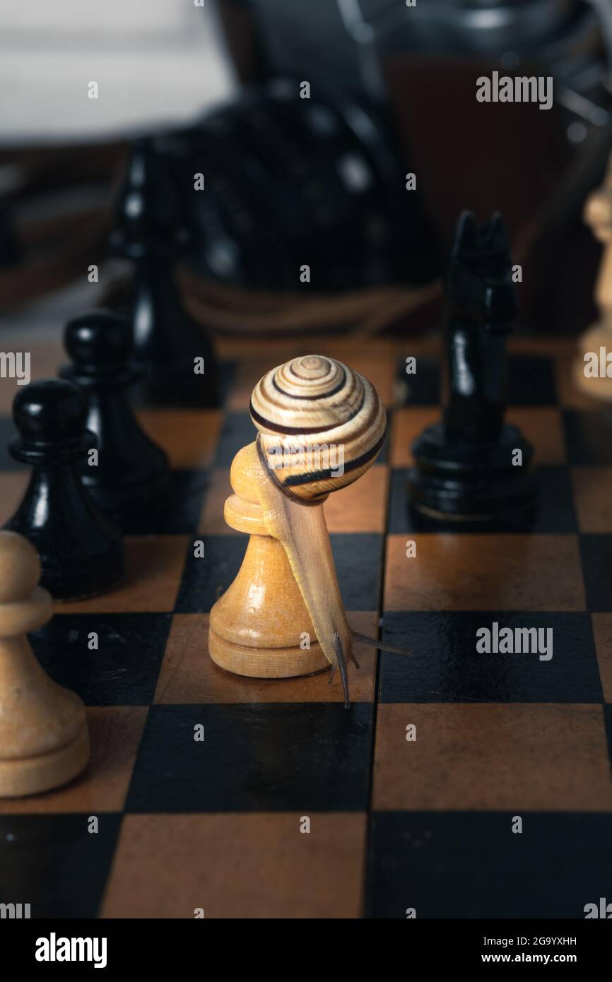 Secret life of insect hi-res stock photography and images - Alamy