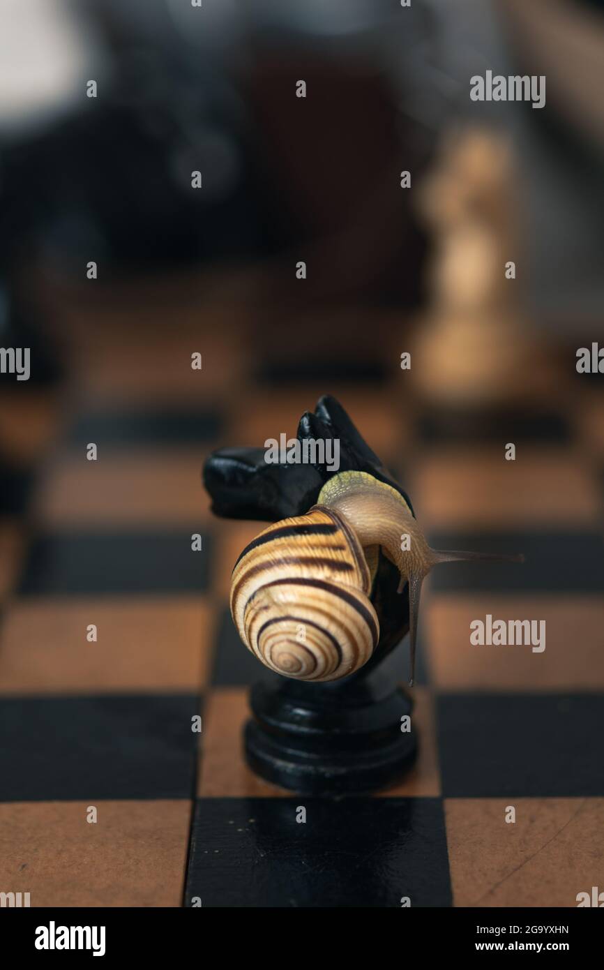 Secret life of insect hi-res stock photography and images - Alamy