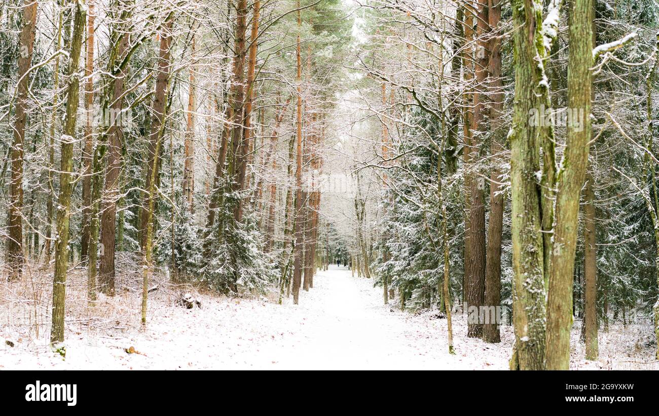 Lithuania wallpaper hi-res stock photography and images - Alamy