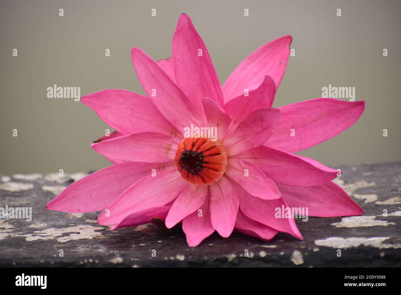 Beautiful flower with so many beautiful textures and colors Stock Photo - Alamy