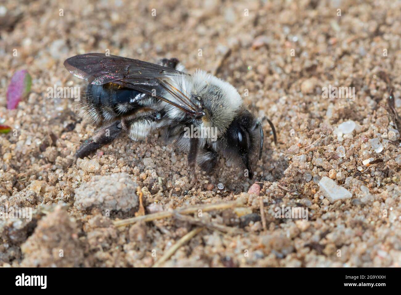 Grey backed mining bee hi-res stock photography and images - Alamy