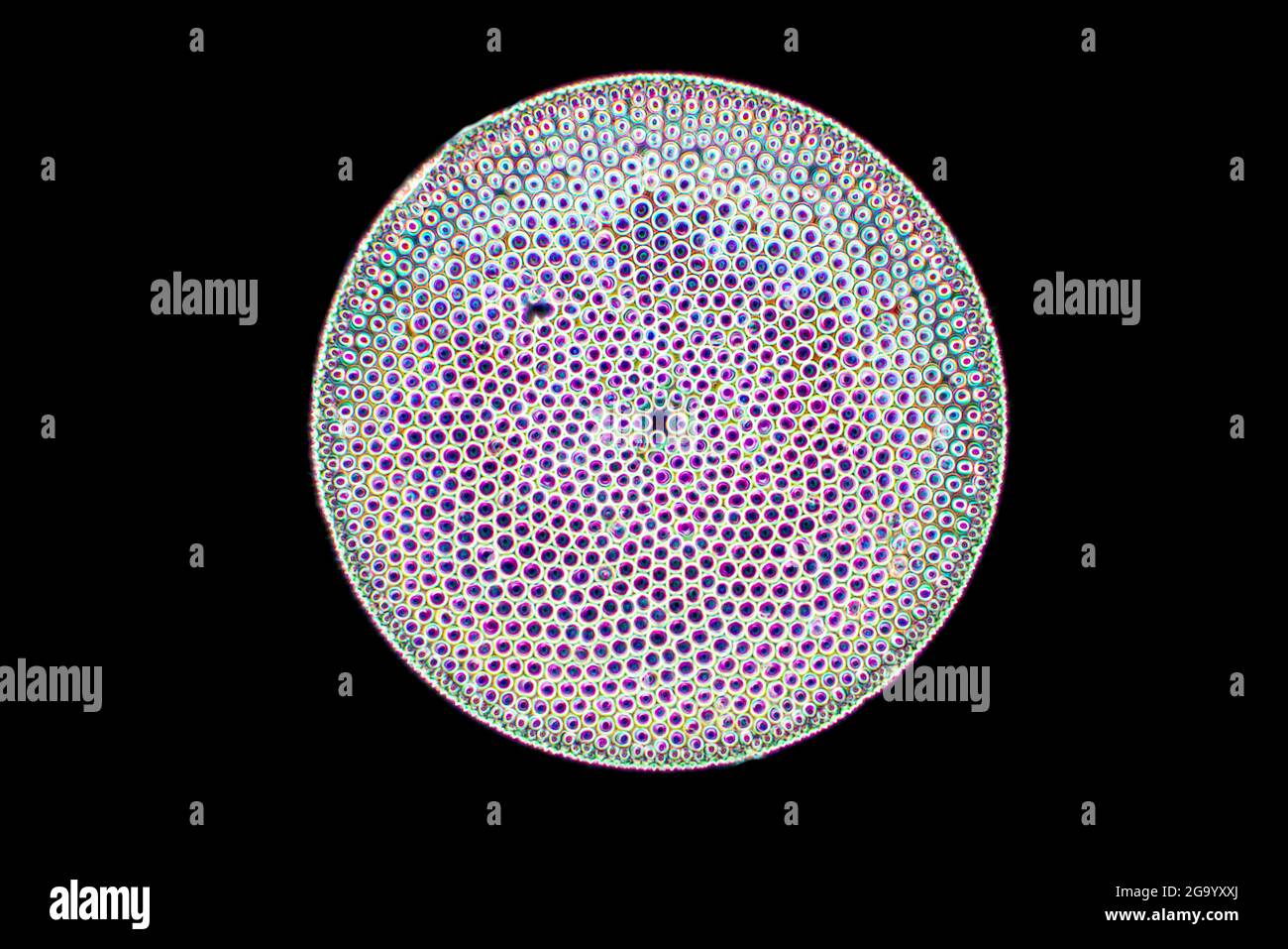 Diatoms and algae hi-res stock photography and images - Alamy