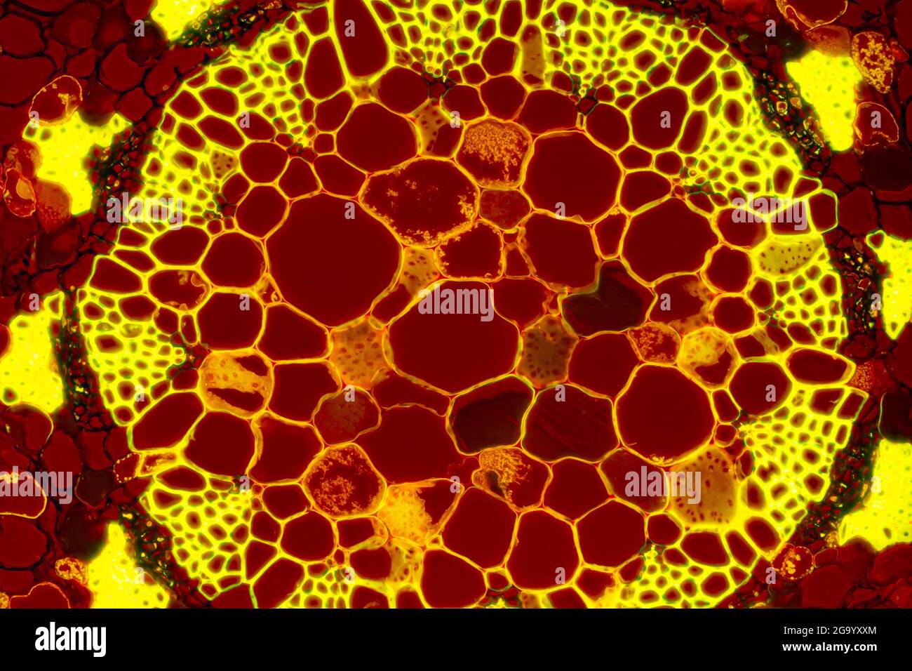 she-oak (Casuarina), cross-section of the stem, fluorescent microscope ...
