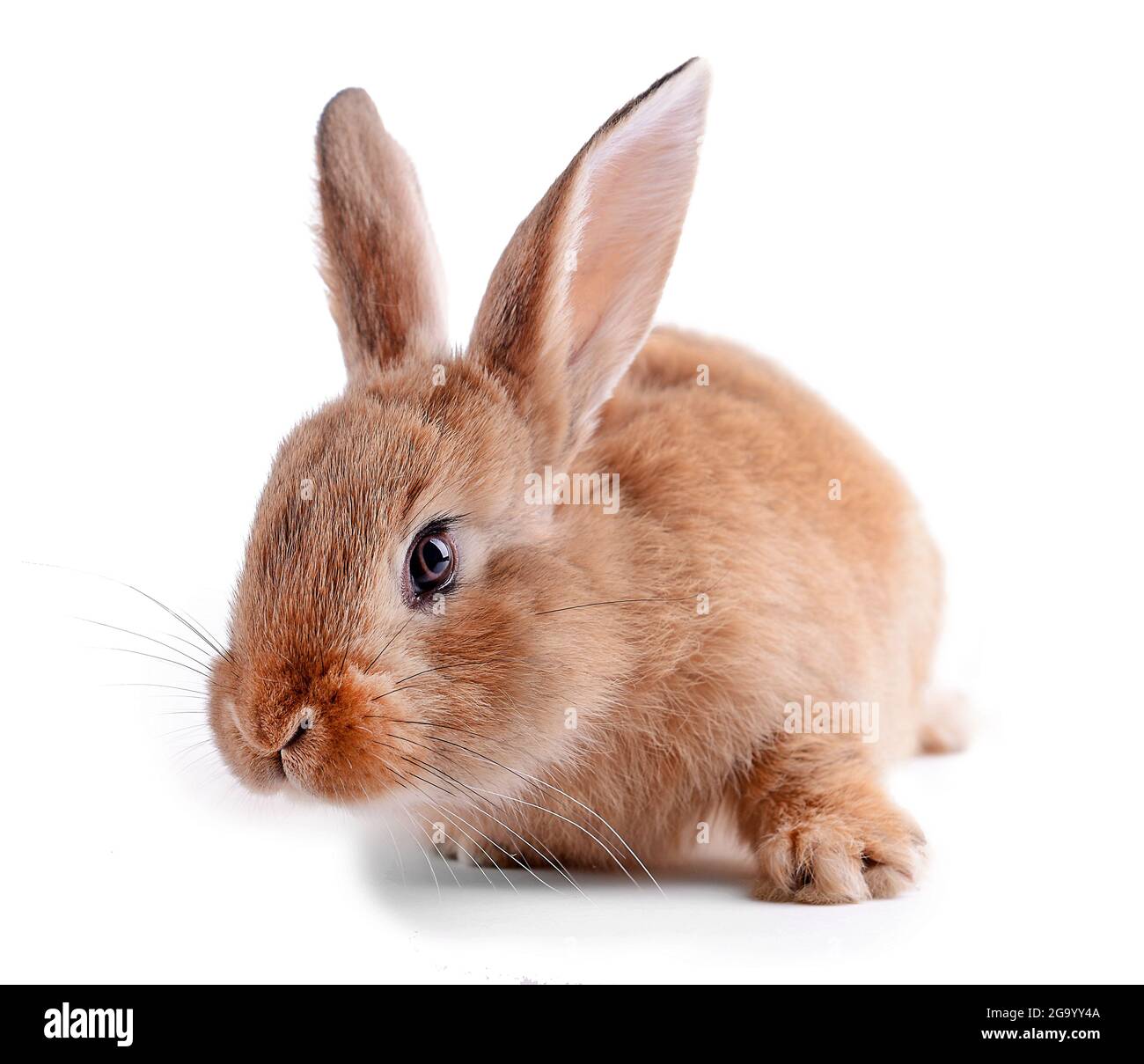 Little rabbit isolated on white Stock Photo - Alamy