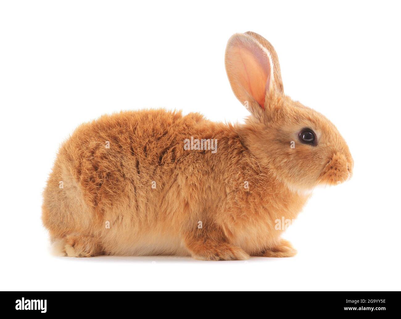 Little rabbit isolated on white Stock Photo - Alamy
