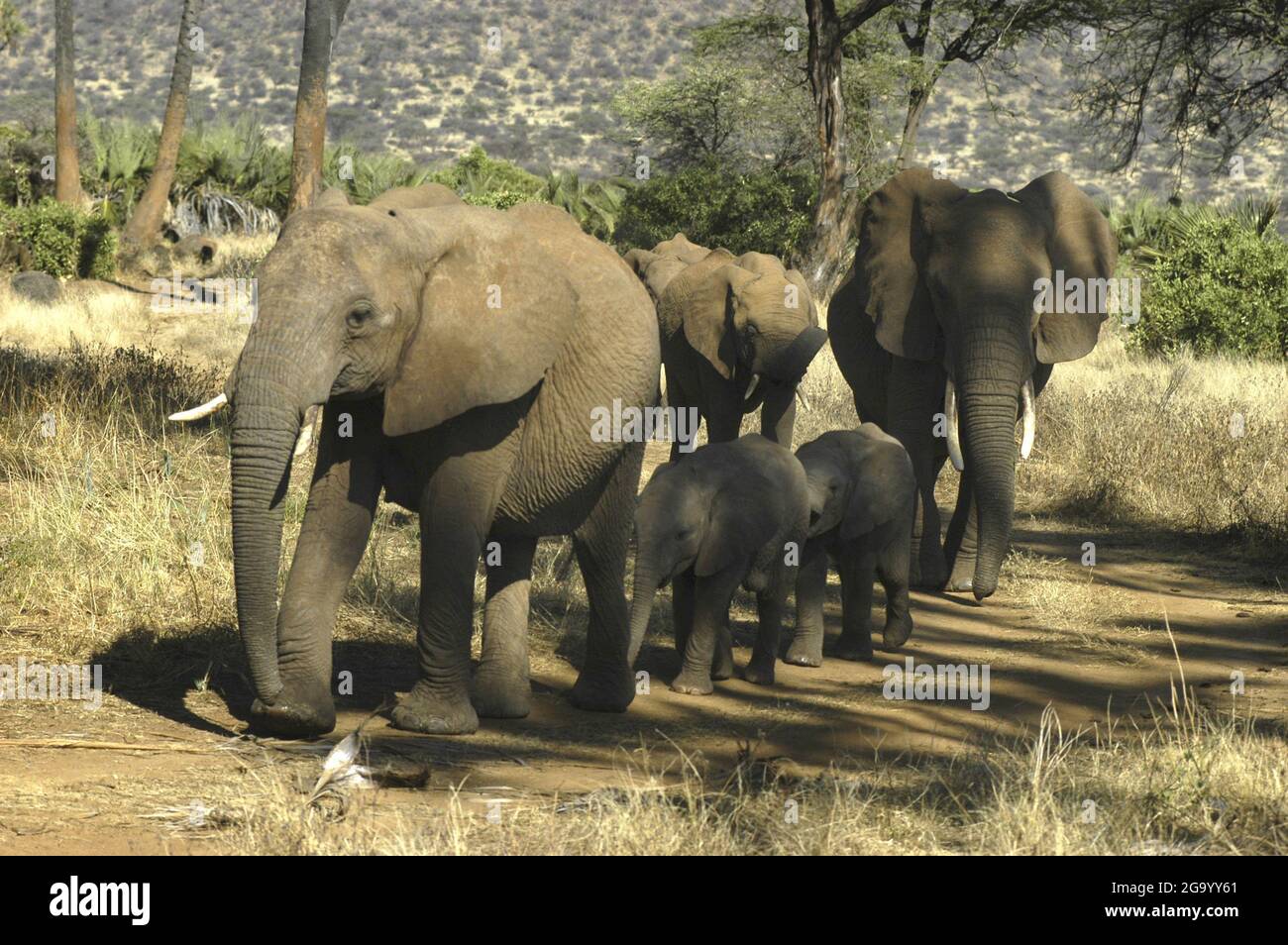 Adult young animal animals elephant elephants horizontal hi-res stock ...