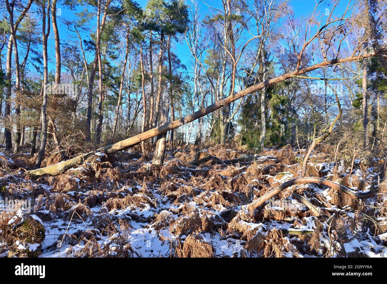 Uprooted trees storm hi-res stock photography and images - Alamy