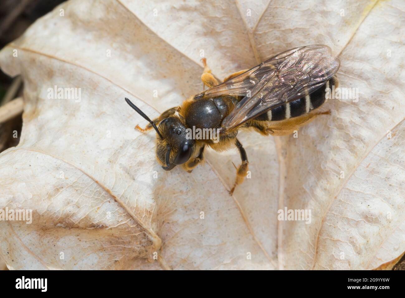Orange-legged Furrow-bee (Halictus rubicundus), female, Germany Stock ...