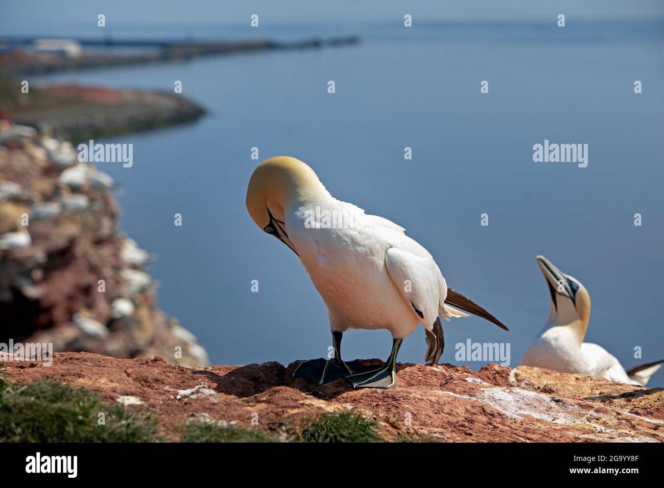 northern gannet (Sula bassana, Morus bassanus), nesting northern ...
