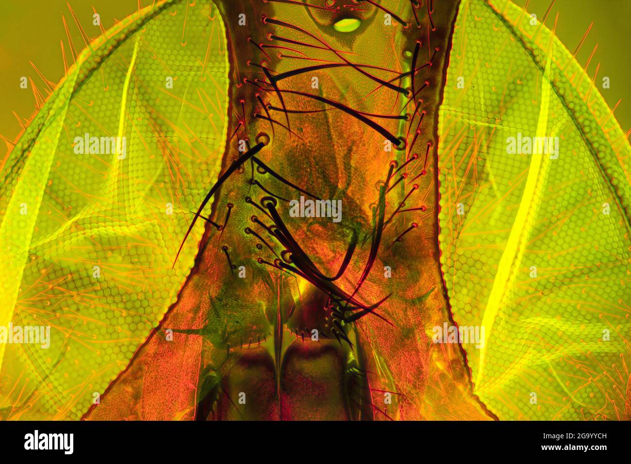Fluorescent insects hi-res stock photography and images - Alamy