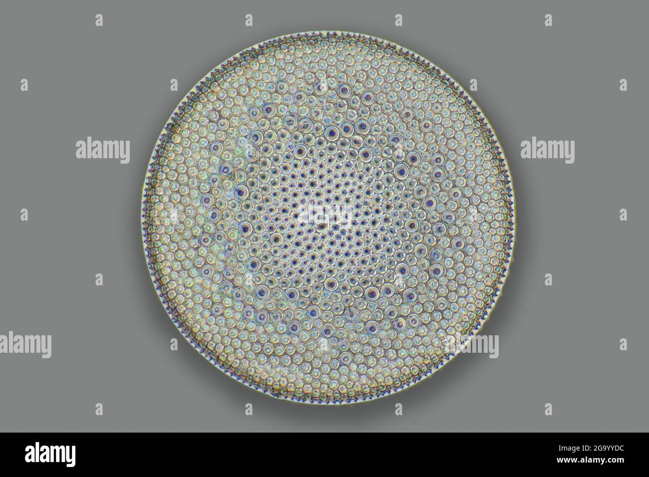 diatom (Diatomeae), DIC image of a diatom, magnification x430 related ...