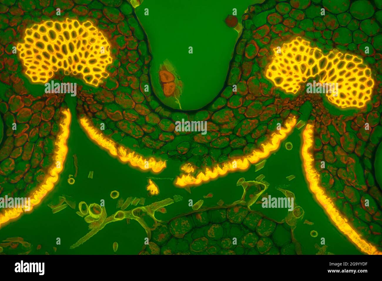 lavender (Lavandula spec.), cross-section through a lavender flower ...