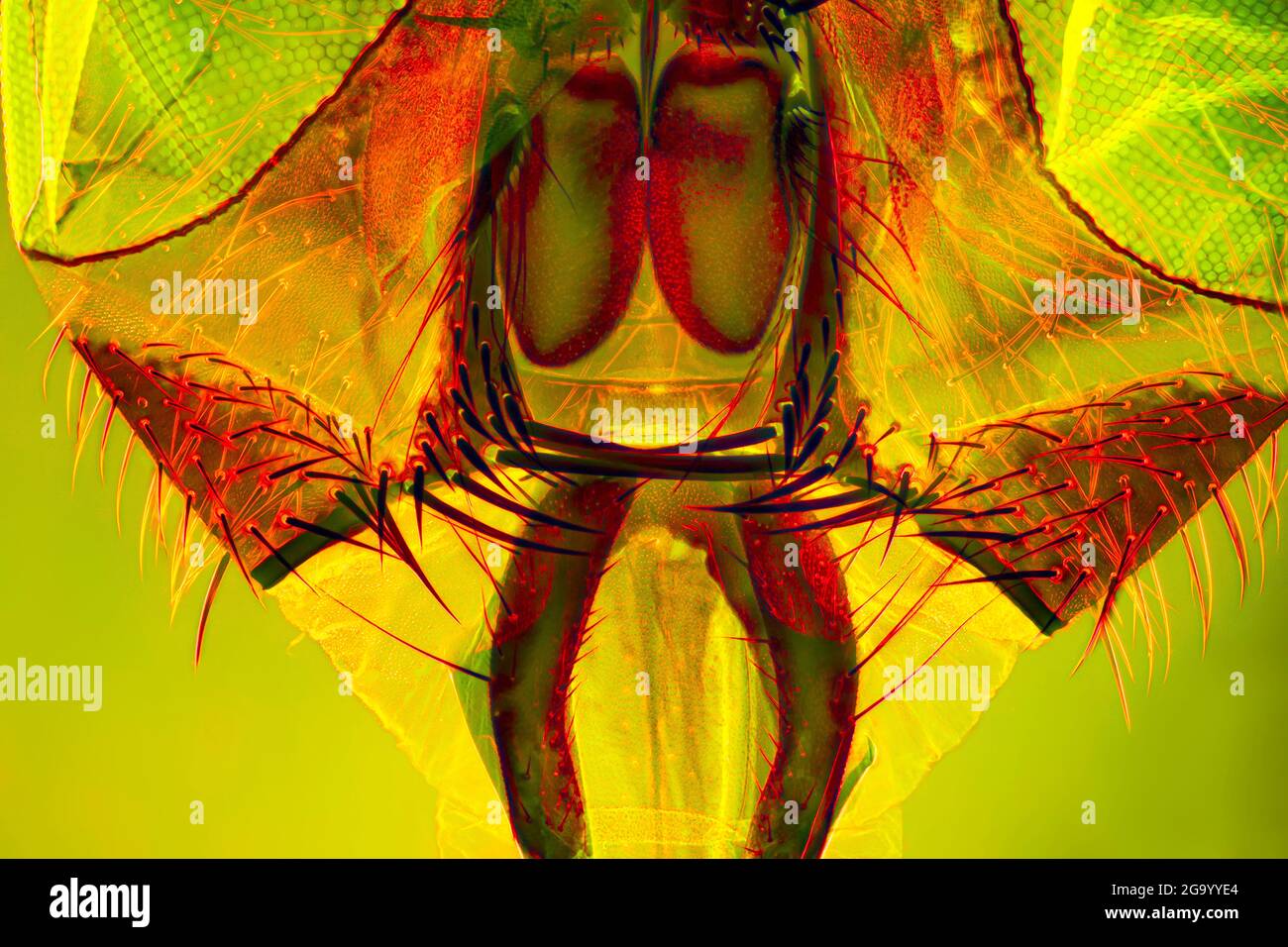 House fly (Musca domestica), head and mouthparts of a house fly, dark ...